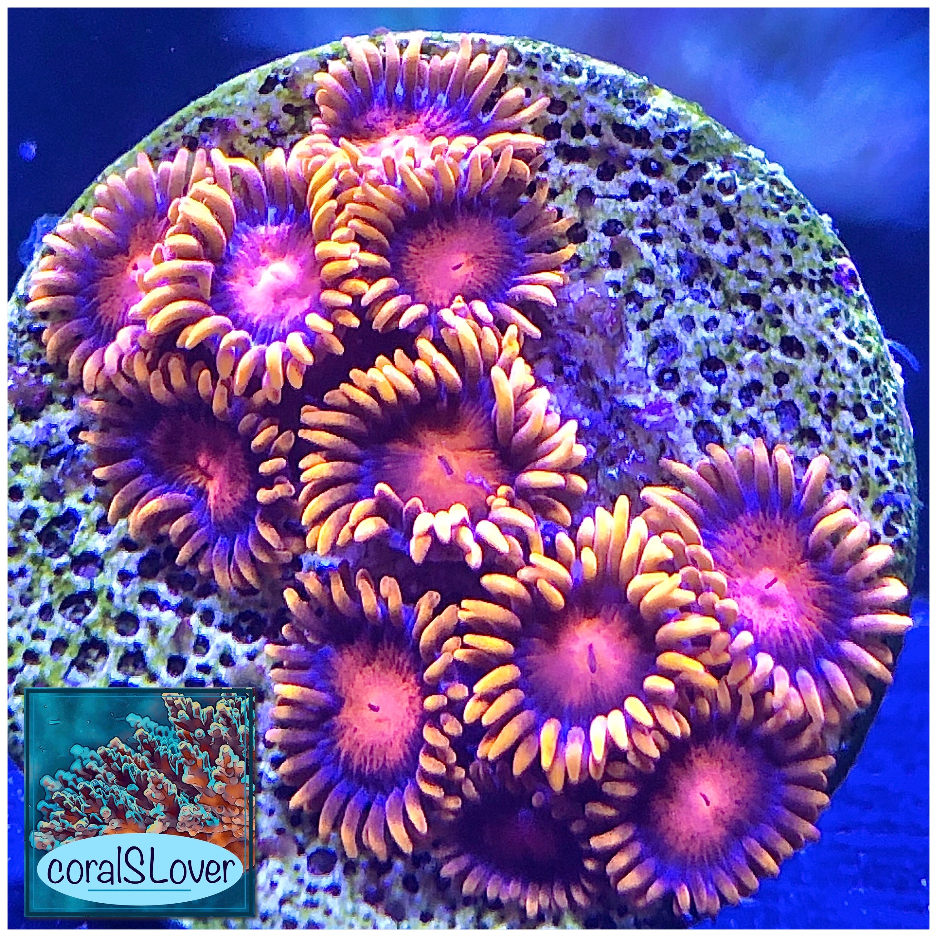 Orange Zoanthids