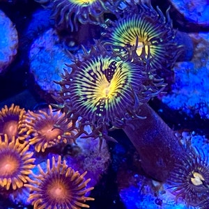 Pacman Zoanthids Live Saltwater Coral by Coralslover - Etsy
