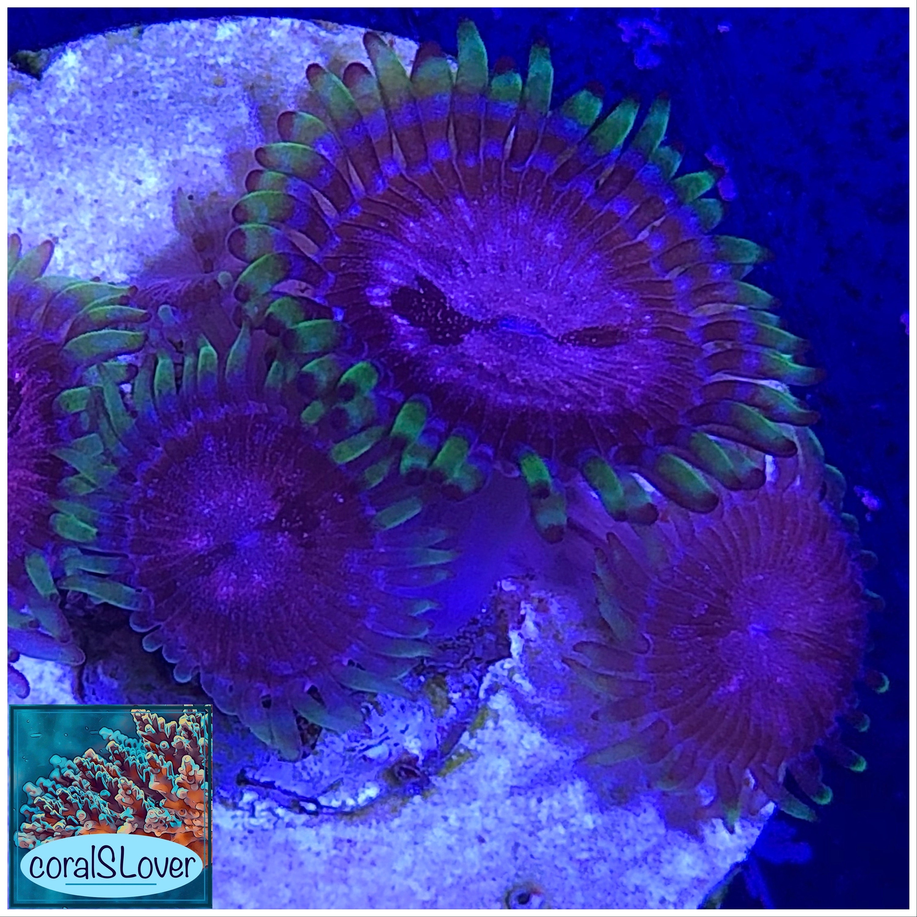 Purple Space Monster Zoanthids - Etsy