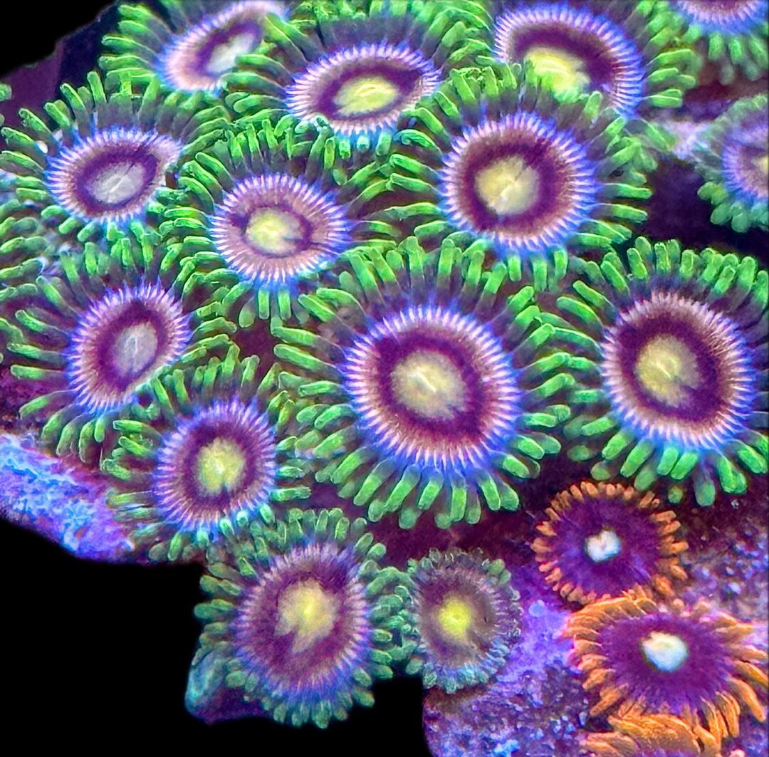 Lazer Lemon Zoanthids Live Saltwater Coral by Coralslover - Etsy