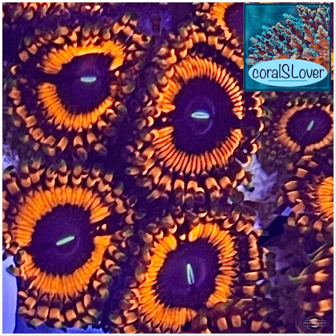 Blood Diamond Zoanthids Live Saltwater Coral - Etsy