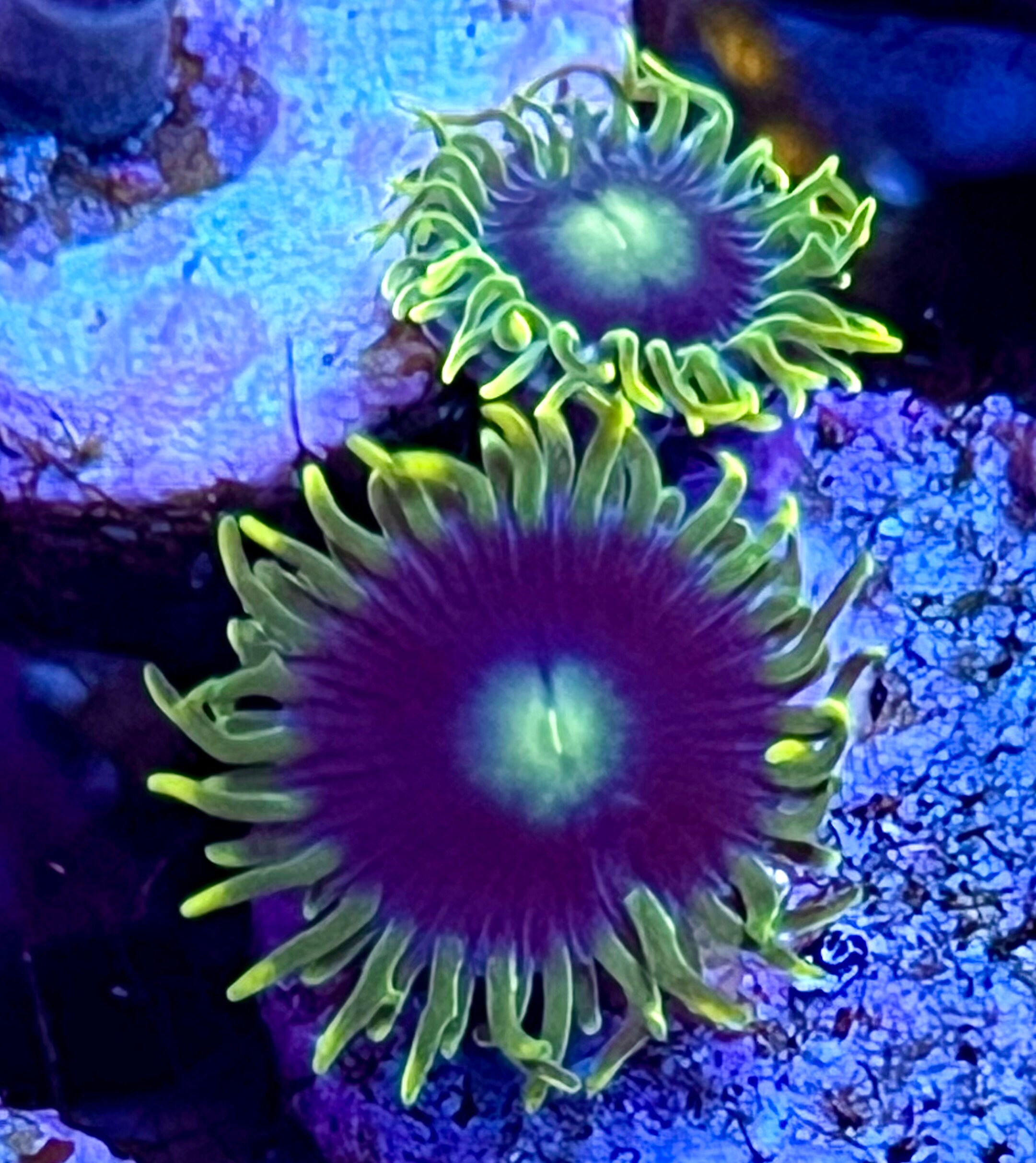 Ocean Sky Zoanthids - Etsy