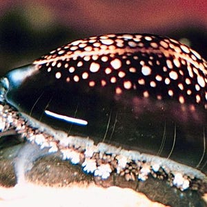 Snails. Crabs. Feather Dusters. Urchin. Saltwater Invertebrates ...