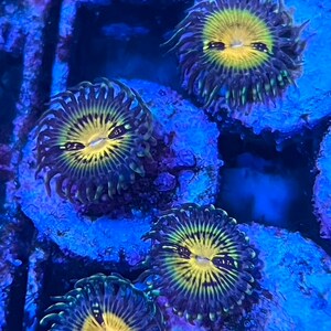 Pacman Zoanthids Live Saltwater Coral by Coralslover - Etsy