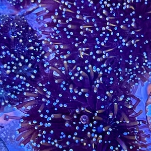 Rainbow Galaxea Live Saltwater Coral by Coralslover - Etsy