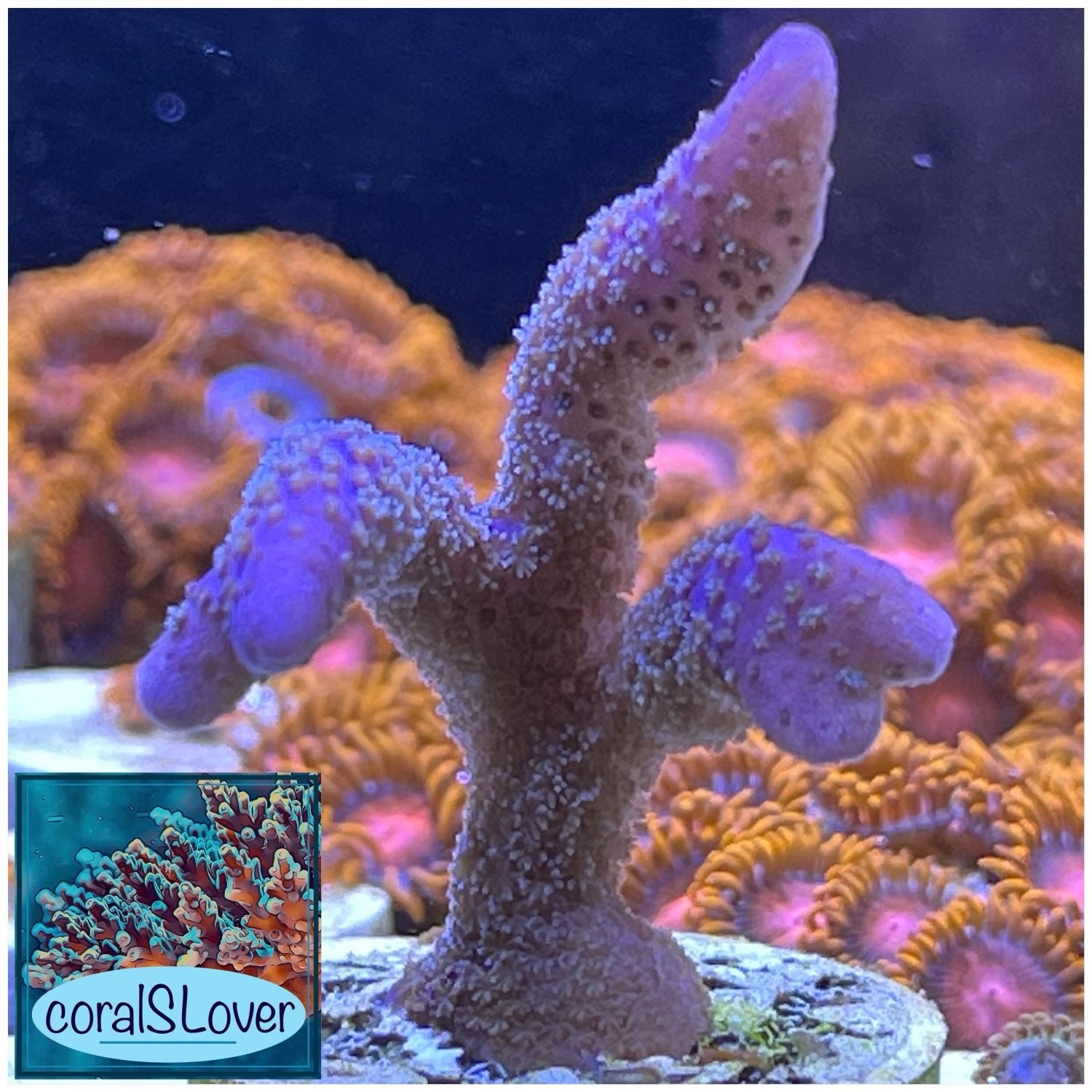 Purple Montipora Digitata - Etsy