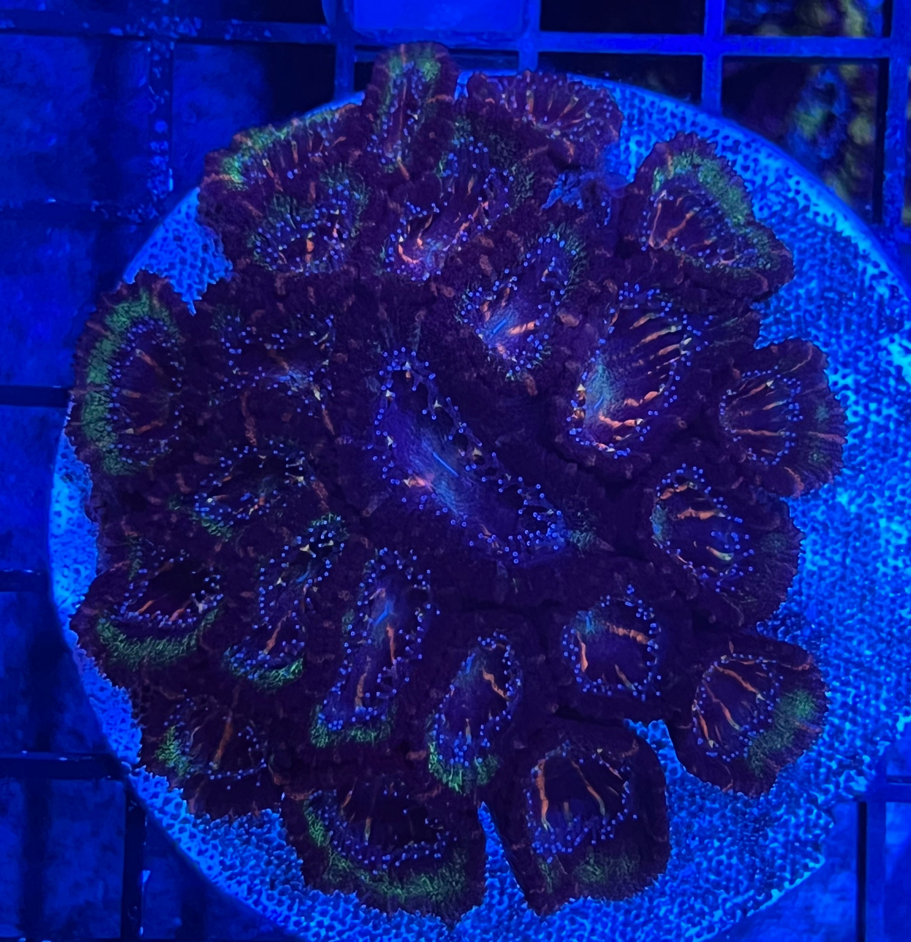 Purple Lord Acan - Etsy