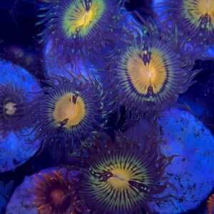 Pacman Zoanthids Live Saltwater Coral by Coralslover - Etsy