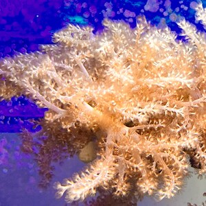 Light Pink Capnella Leather Coral Live Saltwater Coral by Coralslover ...