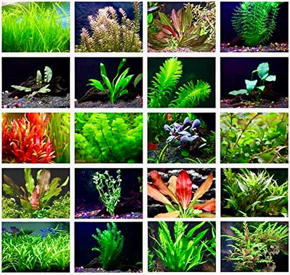 10 Species Live Aquarium Plants Mix Pack, 10 Mix Freshwater Plants for ...