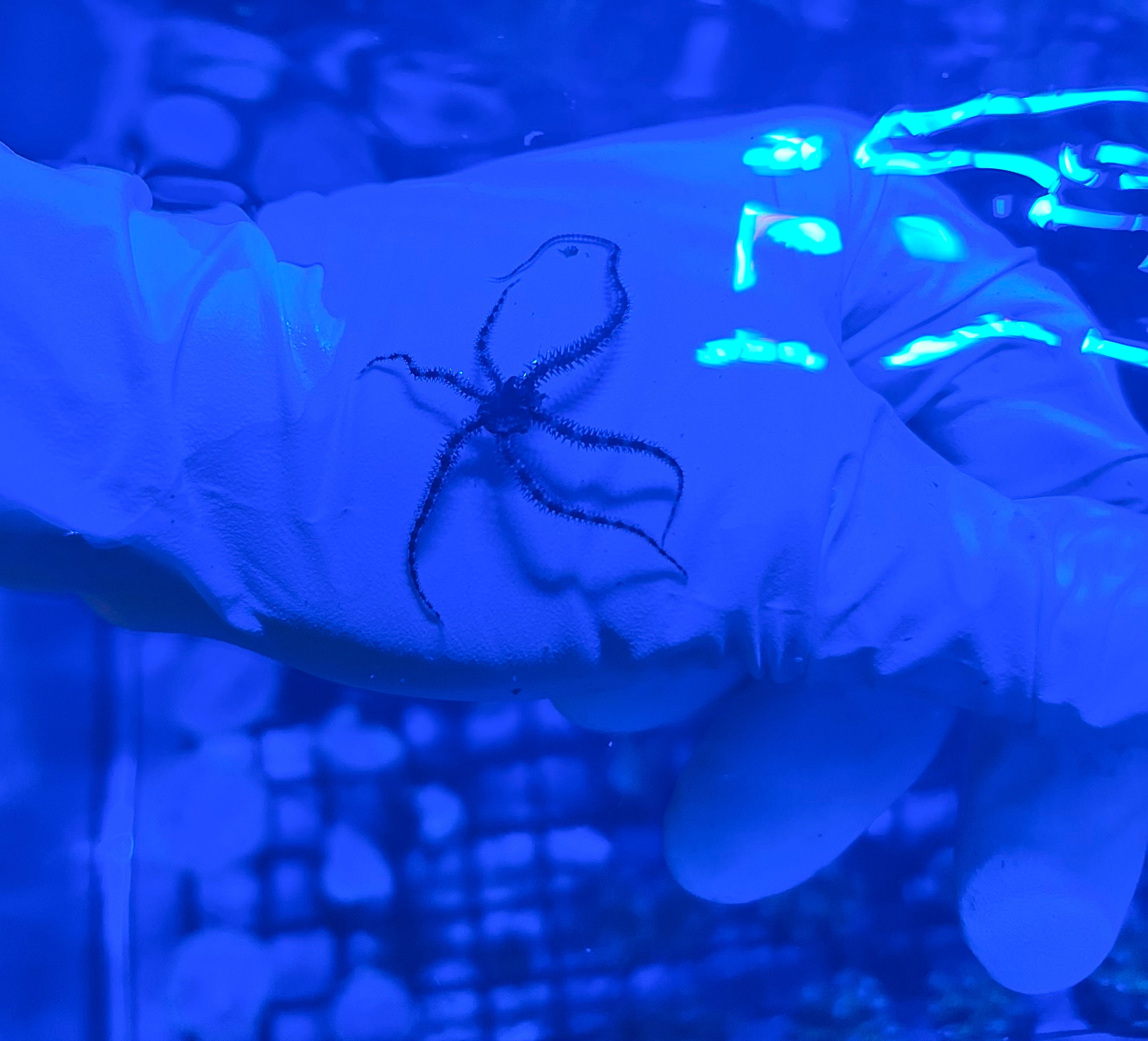 Reticulated Brittle Star ophionereis Reticulata - Etsy