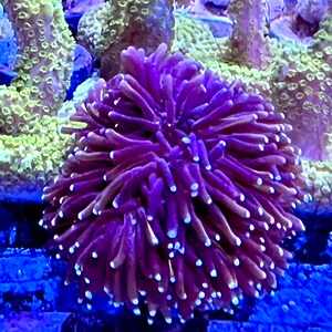 Rainbow Galaxea Live Saltwater Coral by Coralslover - Etsy