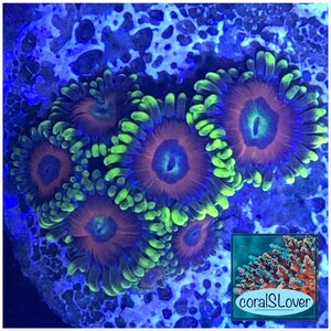 Watermelon Zoanthids Live Saltwater Coral by Coralslover - Etsy