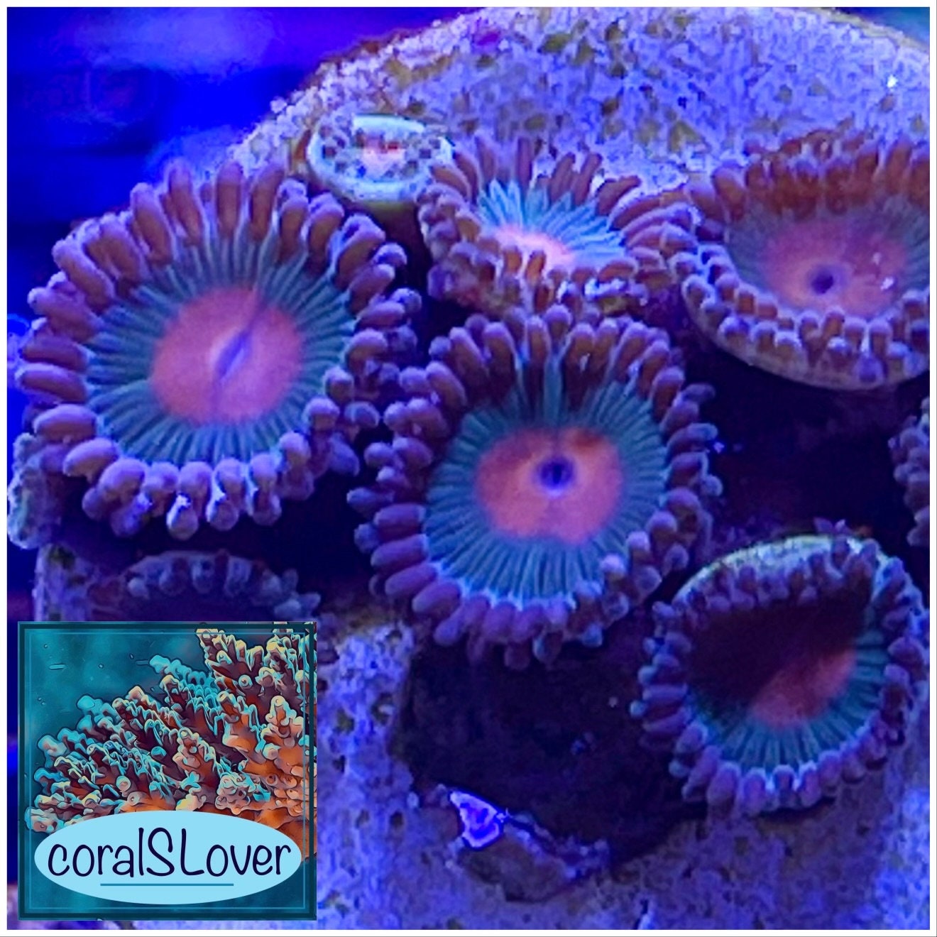 Citrus Zoanthids - Etsy