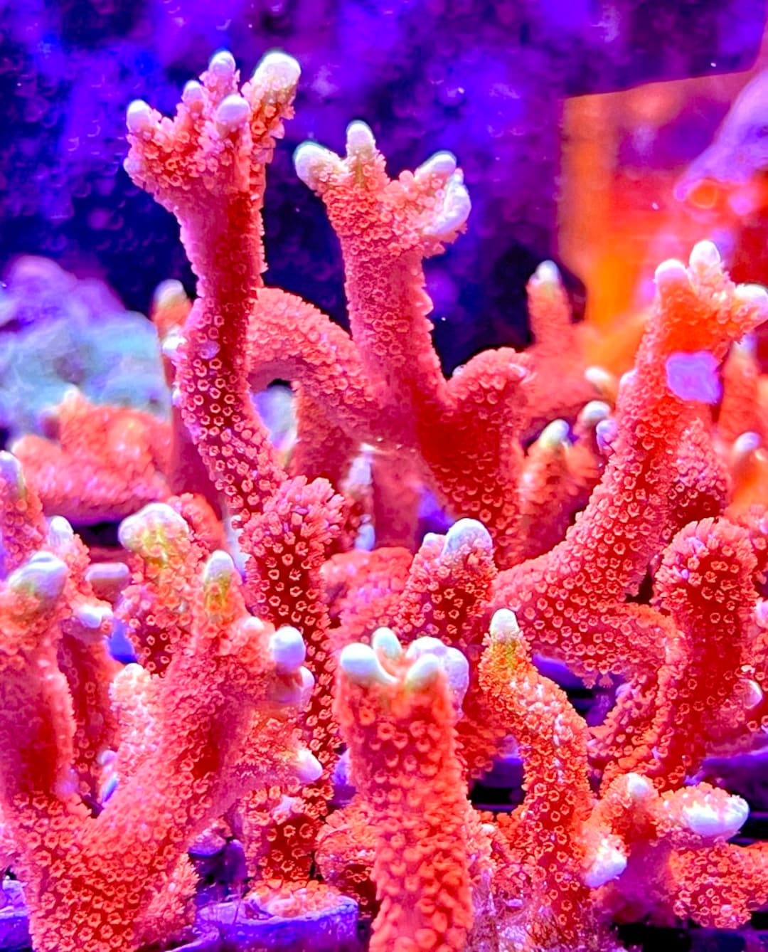 Forest Fire Montipora Digitata Live Saltwater SPS Coral by Coralslover ...