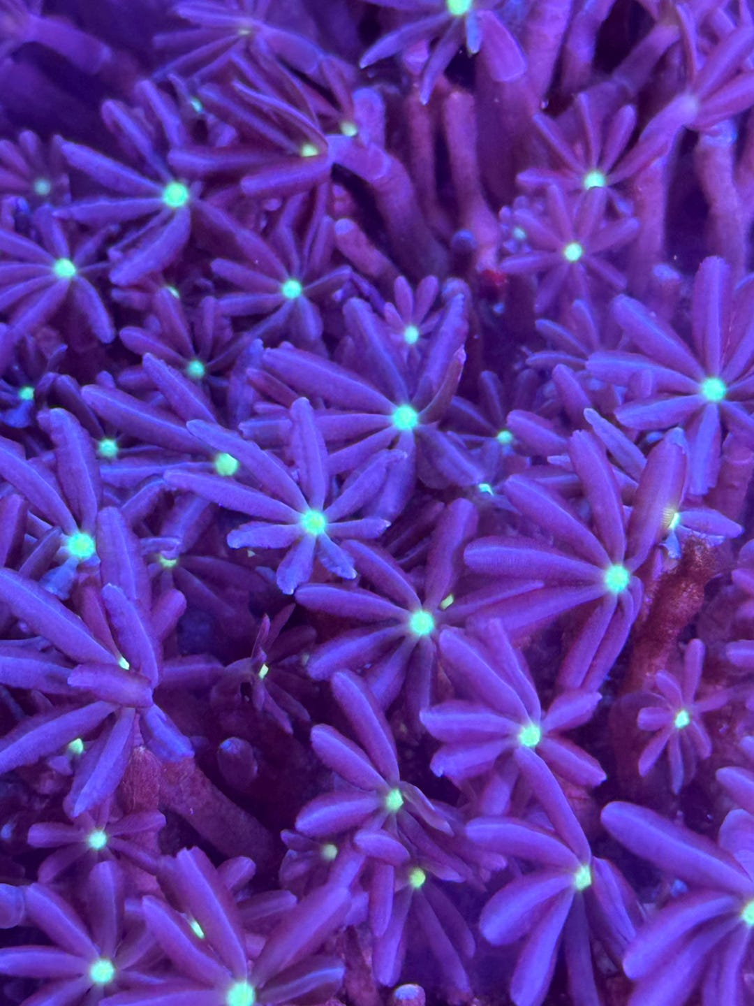 Midnight Daisy Polyps Coral - Etsy