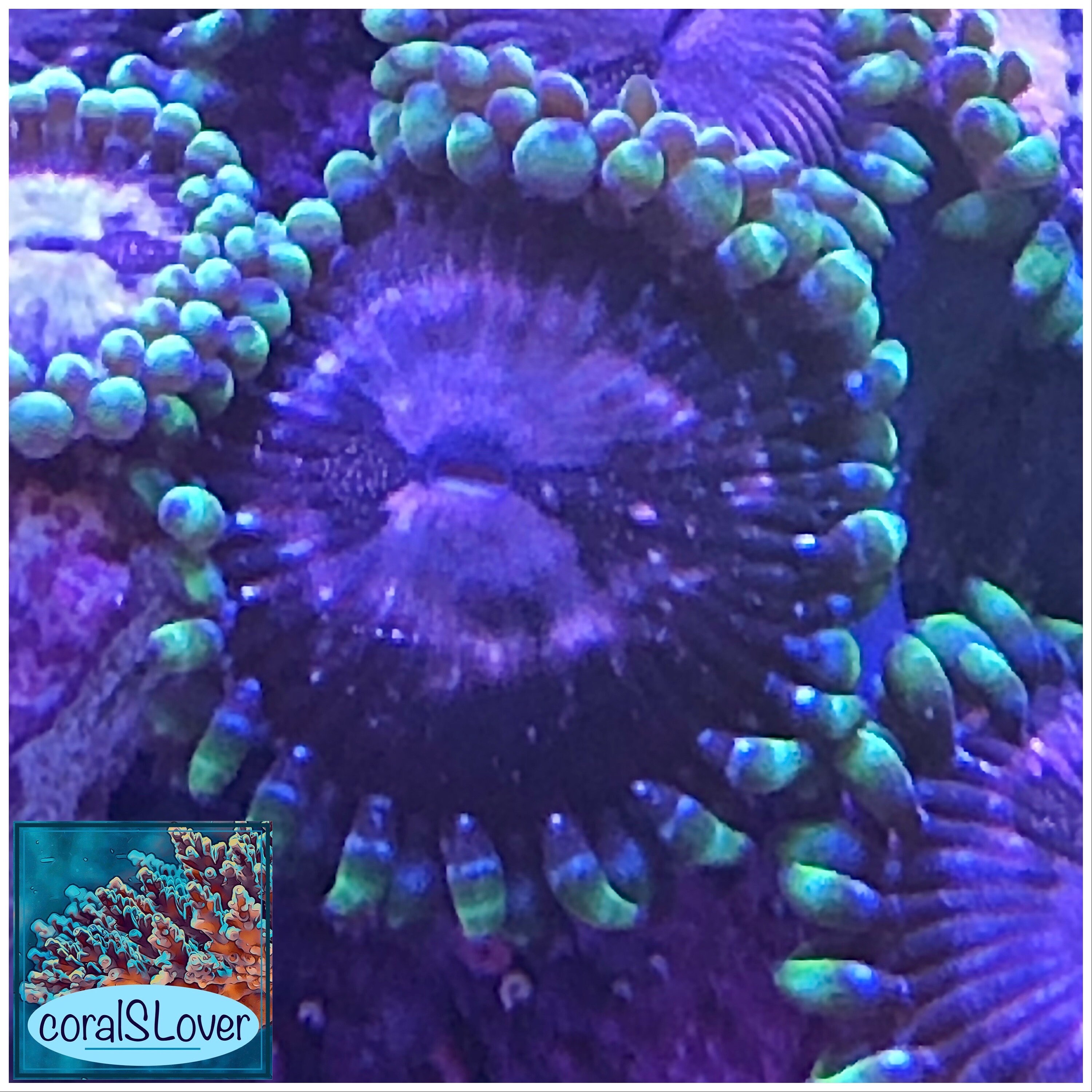 Purple Space Monster Zoanthids - Etsy