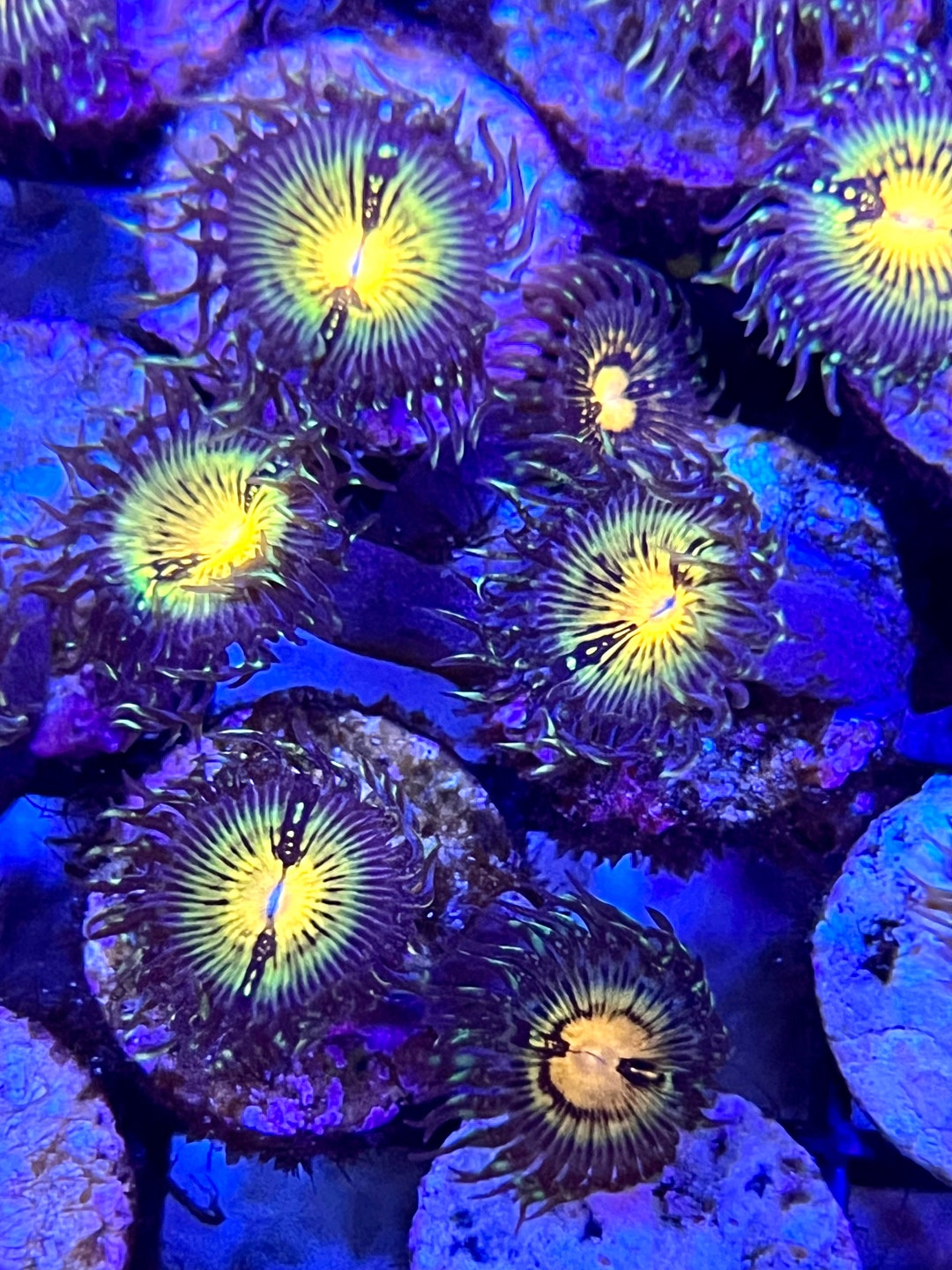 Pacman Zoanthids Live Saltwater Coral by Coralslover - Etsy