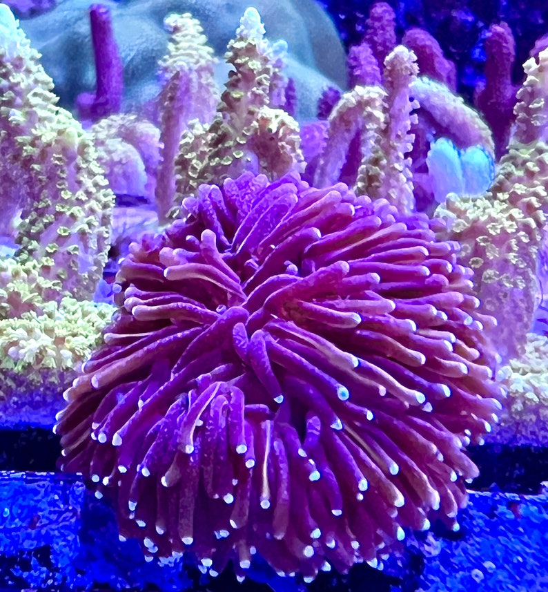 Rainbow Galaxea Long Tentacles - Etsy