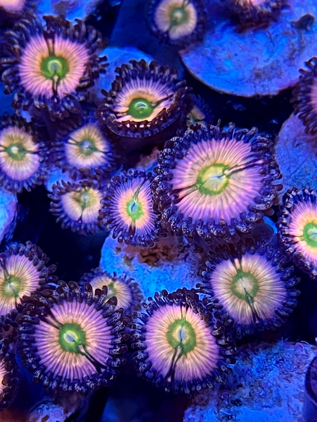 Rainbow Infusion Zoanthids-live Saltwater Coral by Coralslover - Etsy