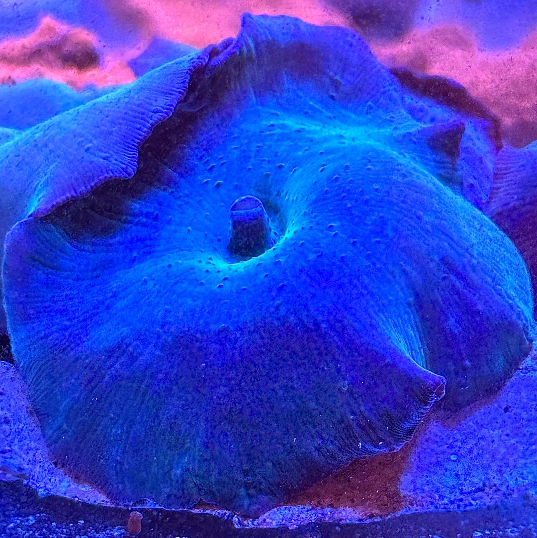 Discosoma Ultra Blue Mushrooms Coral, Live Saltwater Coral. - Etsy