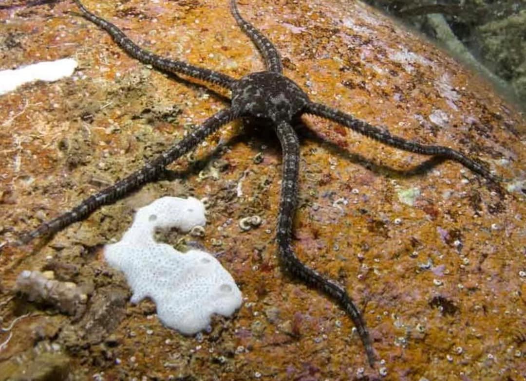Reticulated Brittle Star (ophionereis Reticulata) Clean-up-crew - Etsy