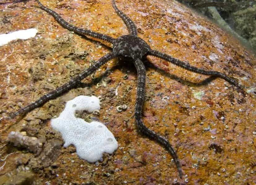 Reticulated Brittle Star