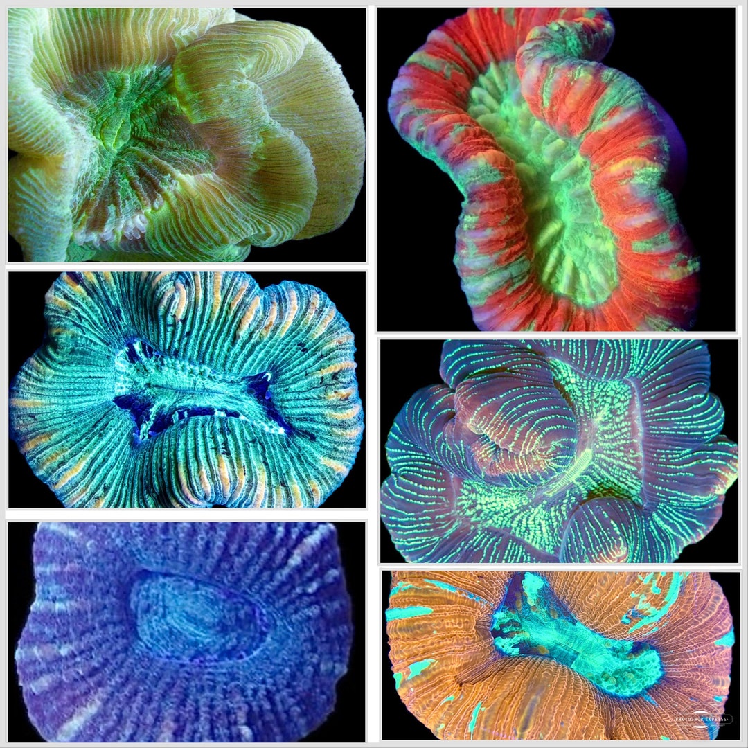 Trachyphyllia Assorted of Brain Corals - Etsy