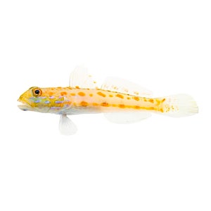 Assorted Goby Fish, Live Saltwater Fish by Coralslover - Etsy