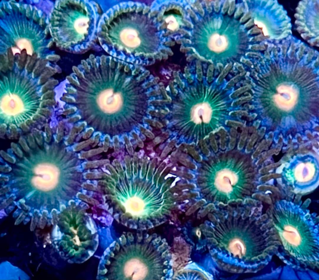 Citrus Zoanthids - Etsy