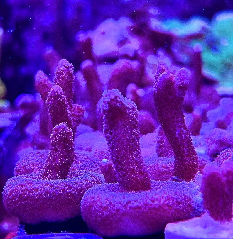 Purple Montipora Digitata - Etsy