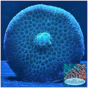 Smooth Encrusting Green Montipora-live Saltwater Coral by Coralslover ...