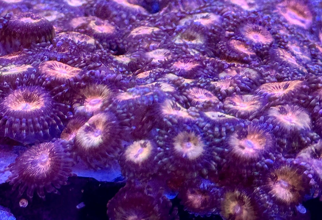 Golden Space Monsters Zoanthids Live Saltwater Coral by Coralslover - Etsy