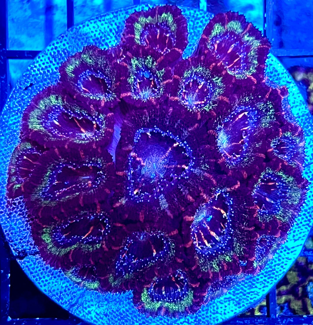 Purple Lord Acan - Etsy