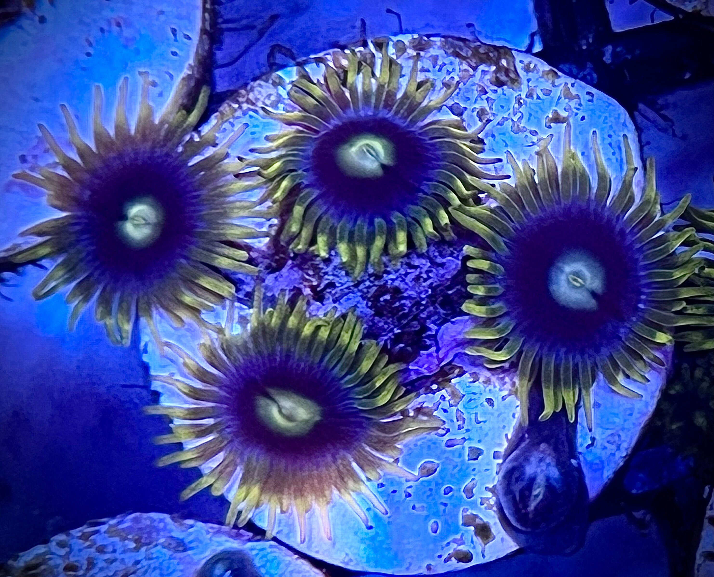 Ocean Sky Zoanthids - Etsy