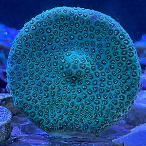 Smooth Encrusting Green Montipora-live Saltwater Coral by Coralslover ...