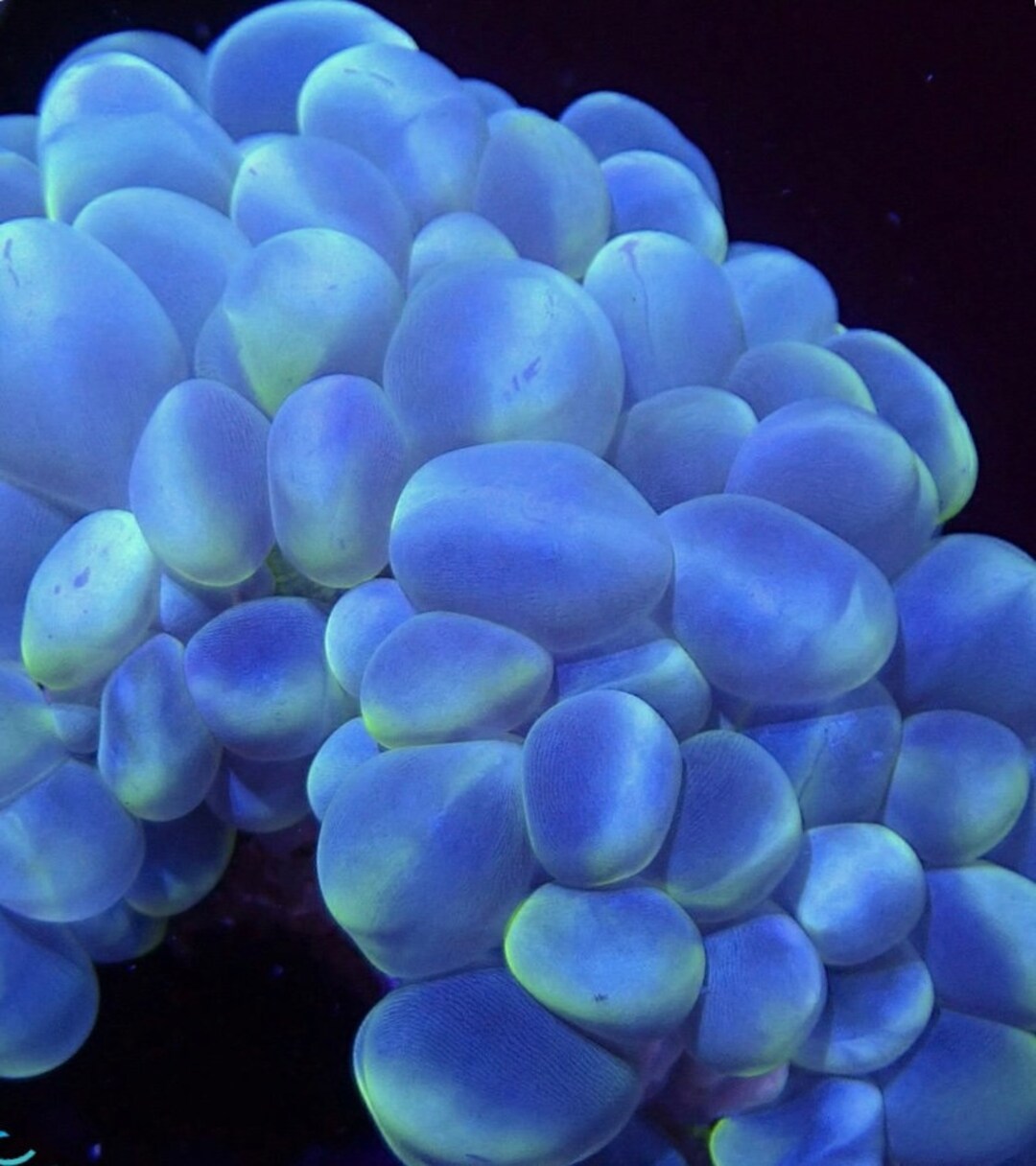 Bubble Cat Eye LPS Coral - Etsy