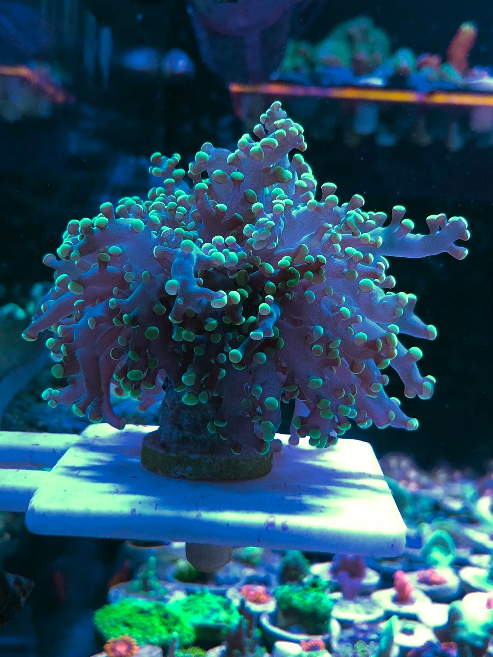 Green Tip Frogspawn - Etsy