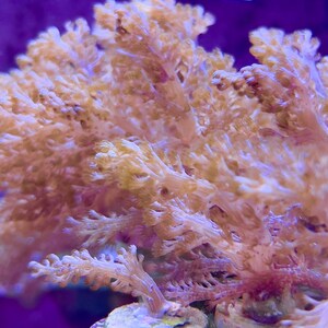 Light Pink Capnella Leather Coral Live Saltwater Coral by Coralslover ...