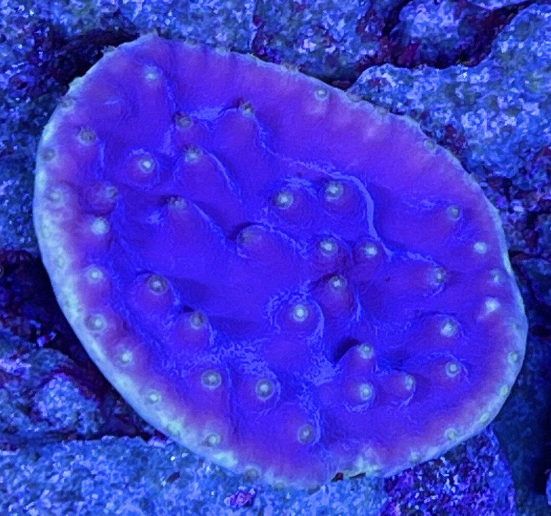 Turbinaria Purple Scroll Coral - Etsy