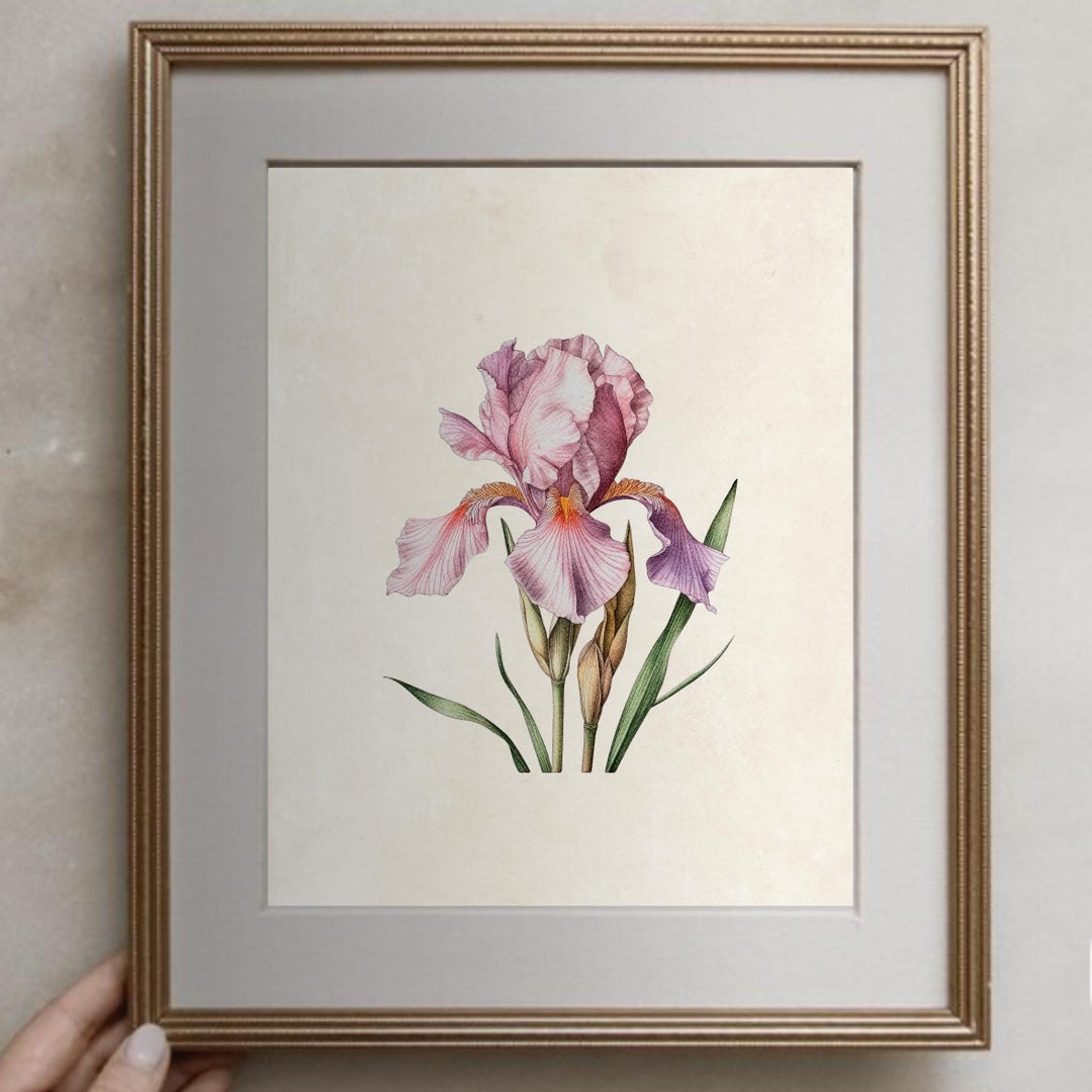 Vintage Botanical Iris Poster - Etsy