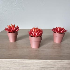 Spinny Succulent 3D Printed Fidgets - Etsy