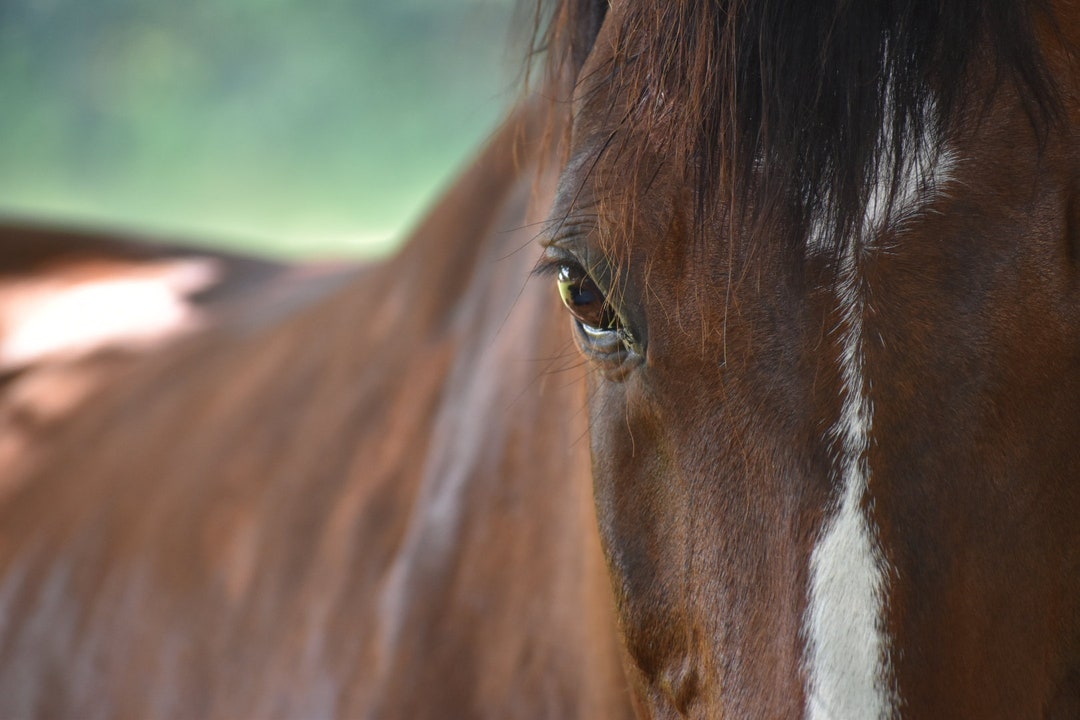 Horse Photography "red", Farm Life, Nature Photography, Outdoor ...