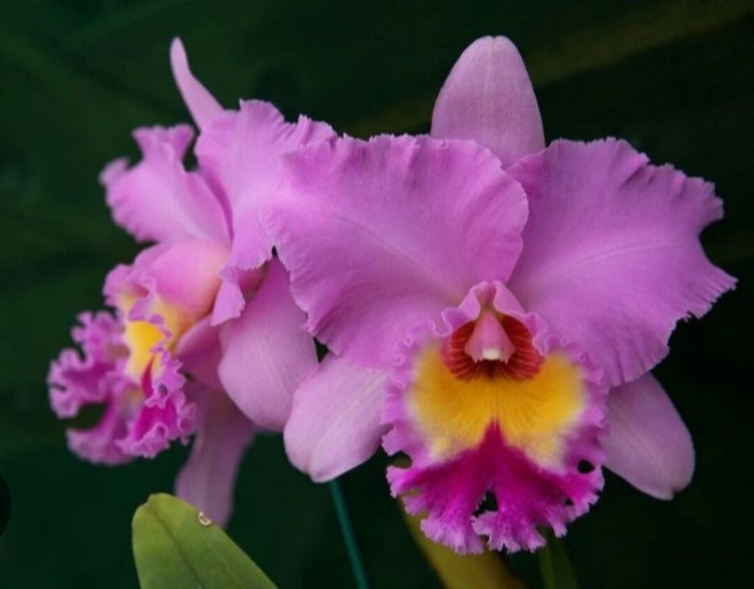 Blc. Princess Paula 'paradise' - Etsy