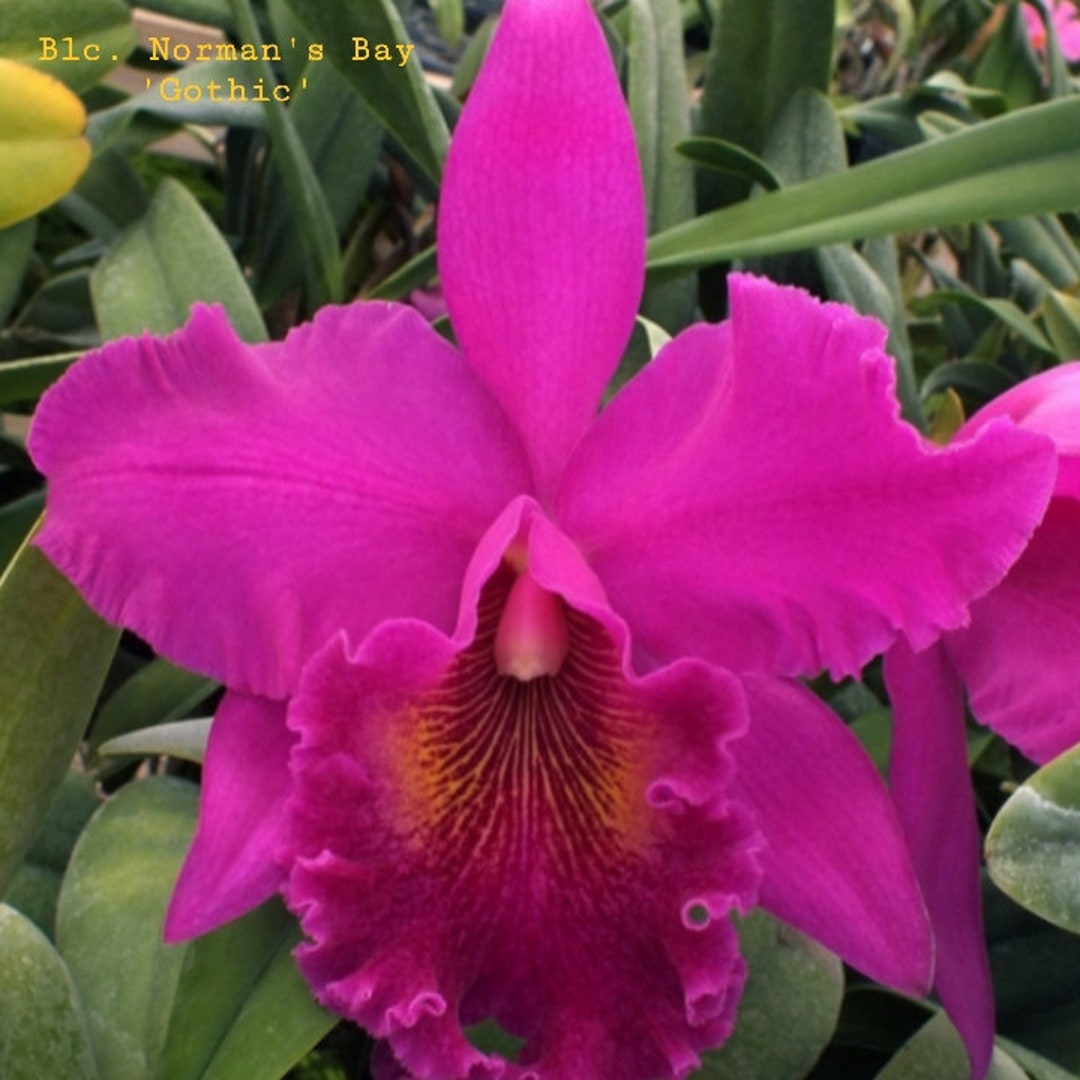 Blc. Norman's Bay 'gothic' AM/AOS (rhyncholaeliocattleya hartland × ...