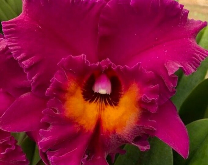 Blc. Hawaiian Ruby 'paradise' (blc. Sweet Anniversary X Blc. Jeremy ...