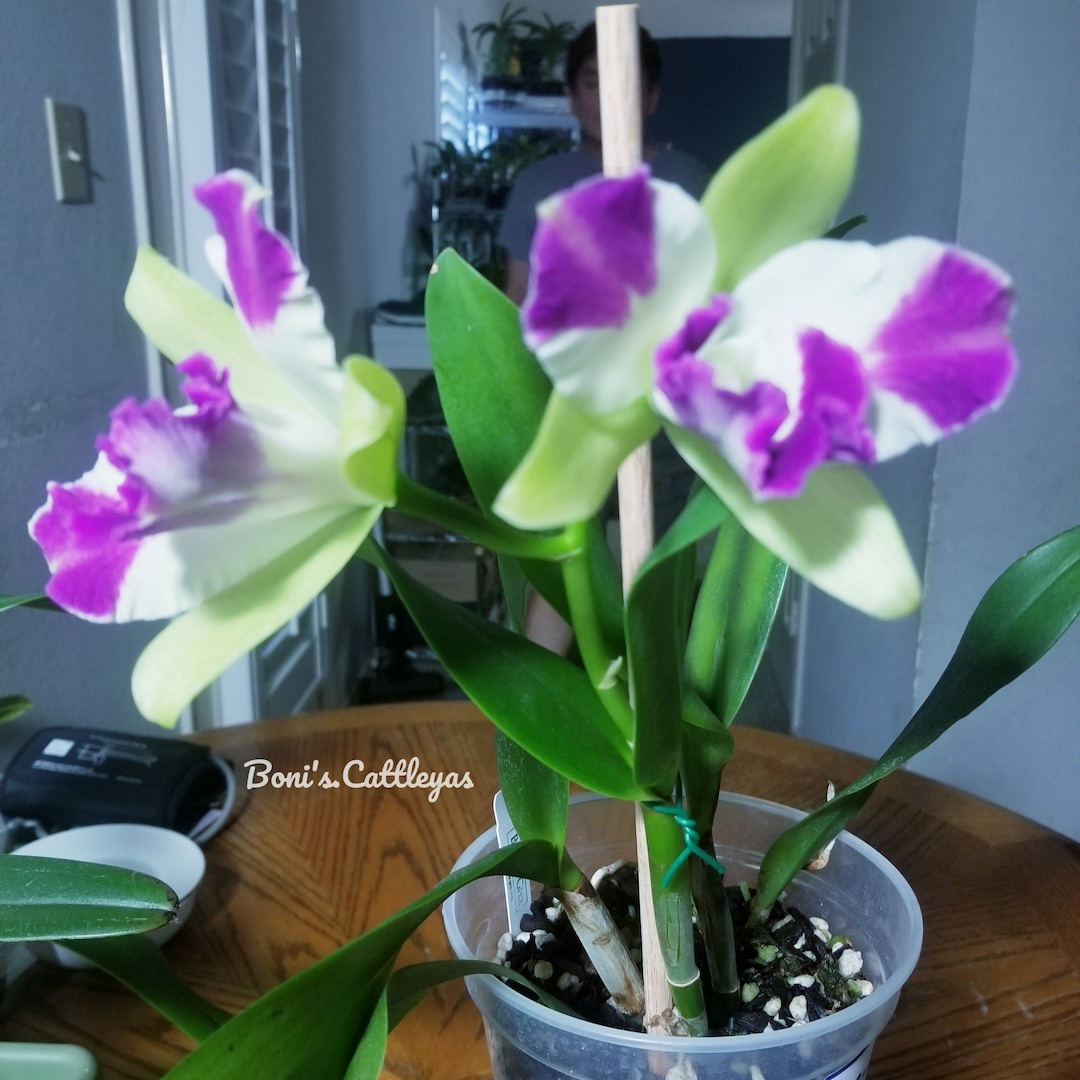 Eplc. Mae Bly 'ching-hua Splash' AM/AOS - Etsy