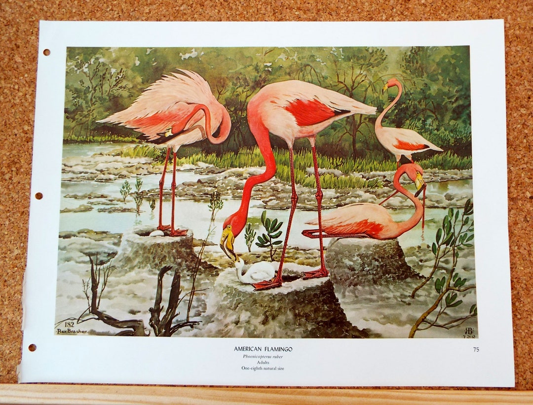 Rex Brasher 1961 Litho Birds of North America Prints - Etsy