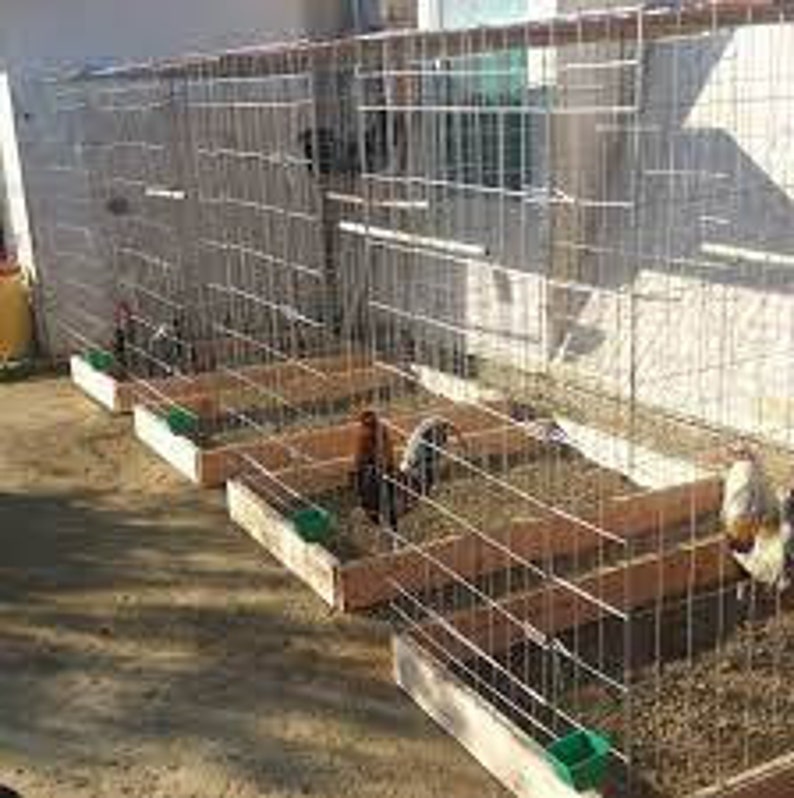 Pack Whit 3 Fly Pens 4ft X4ft X 30" by Little Shop Texas- 3 Mini ...