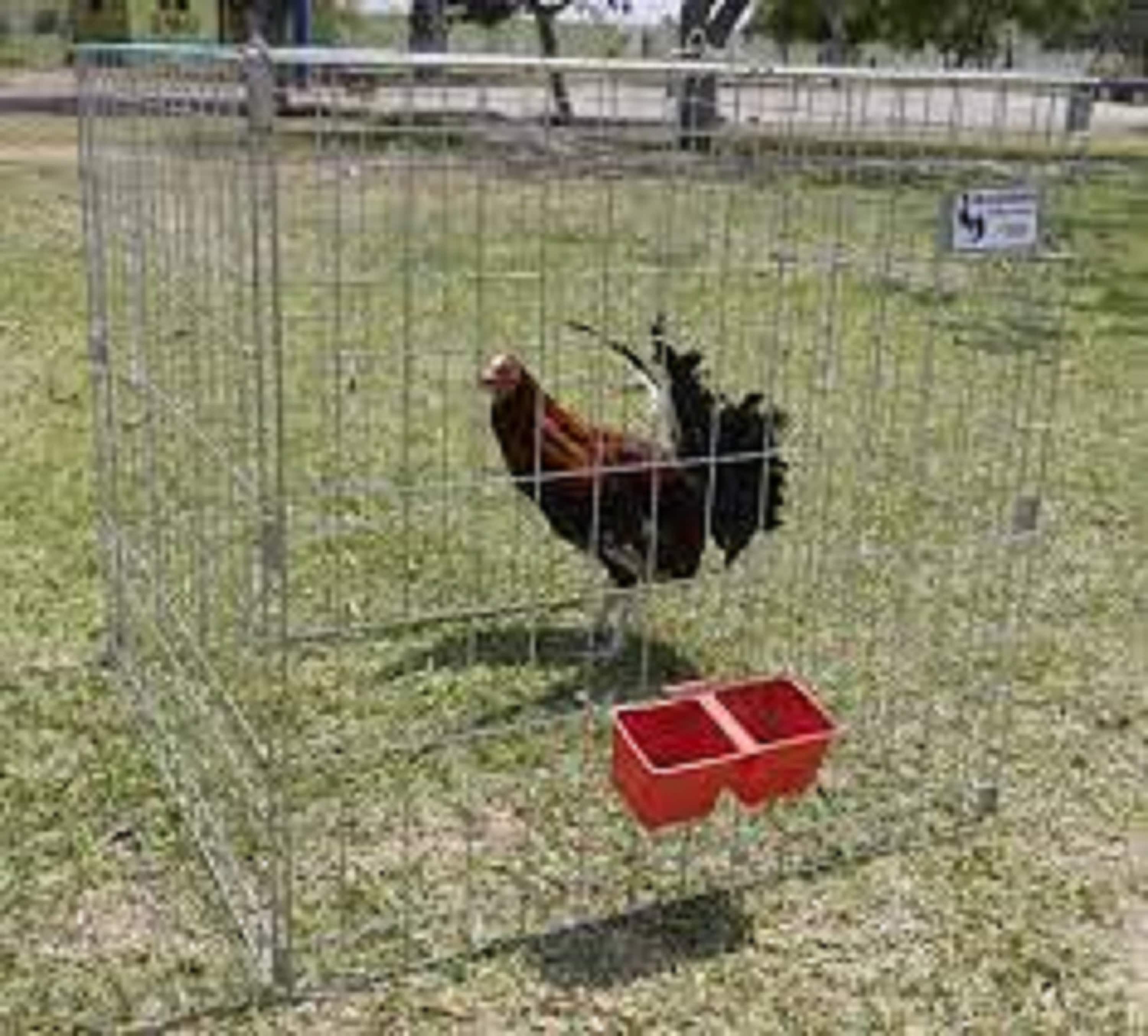 Pack 5 Rooster Cages 39" X 39" Jaulas Campos- Rasacadero 100cm X 100cm ...